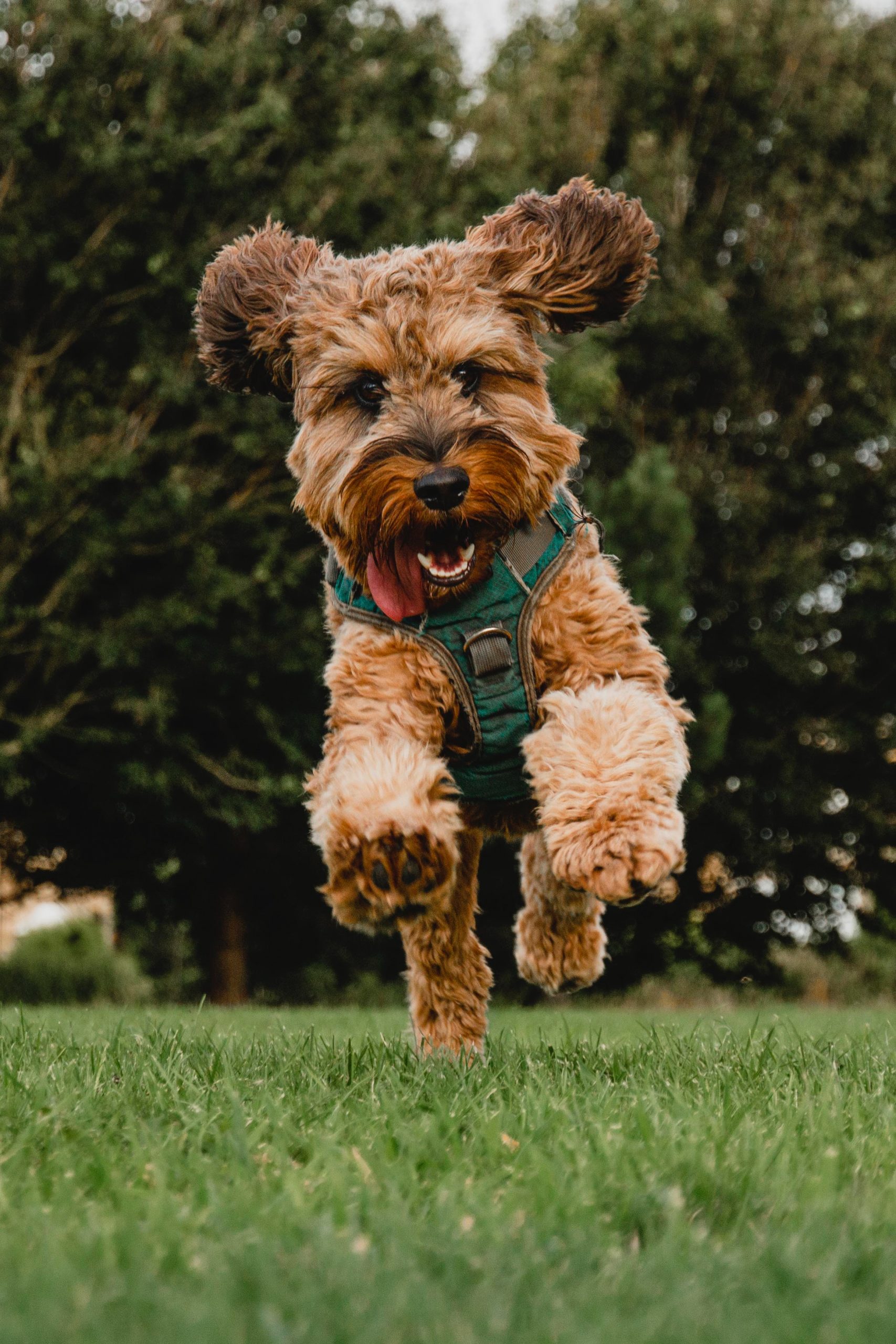 ¿Porque tu perro se pone como loco cuando vuelves a casa? - Farmavet Fauna